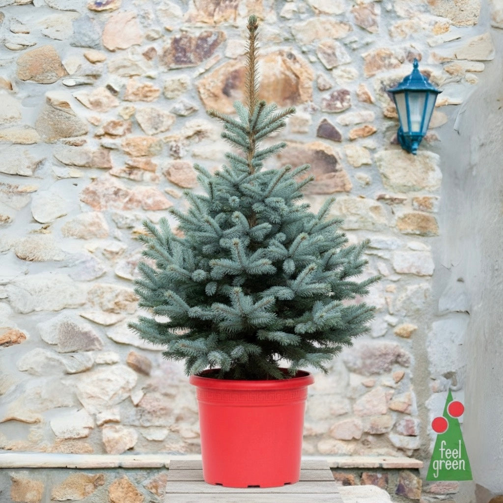 Picea Pungens Super Blue | Feelgreen by Can Jover Cultius